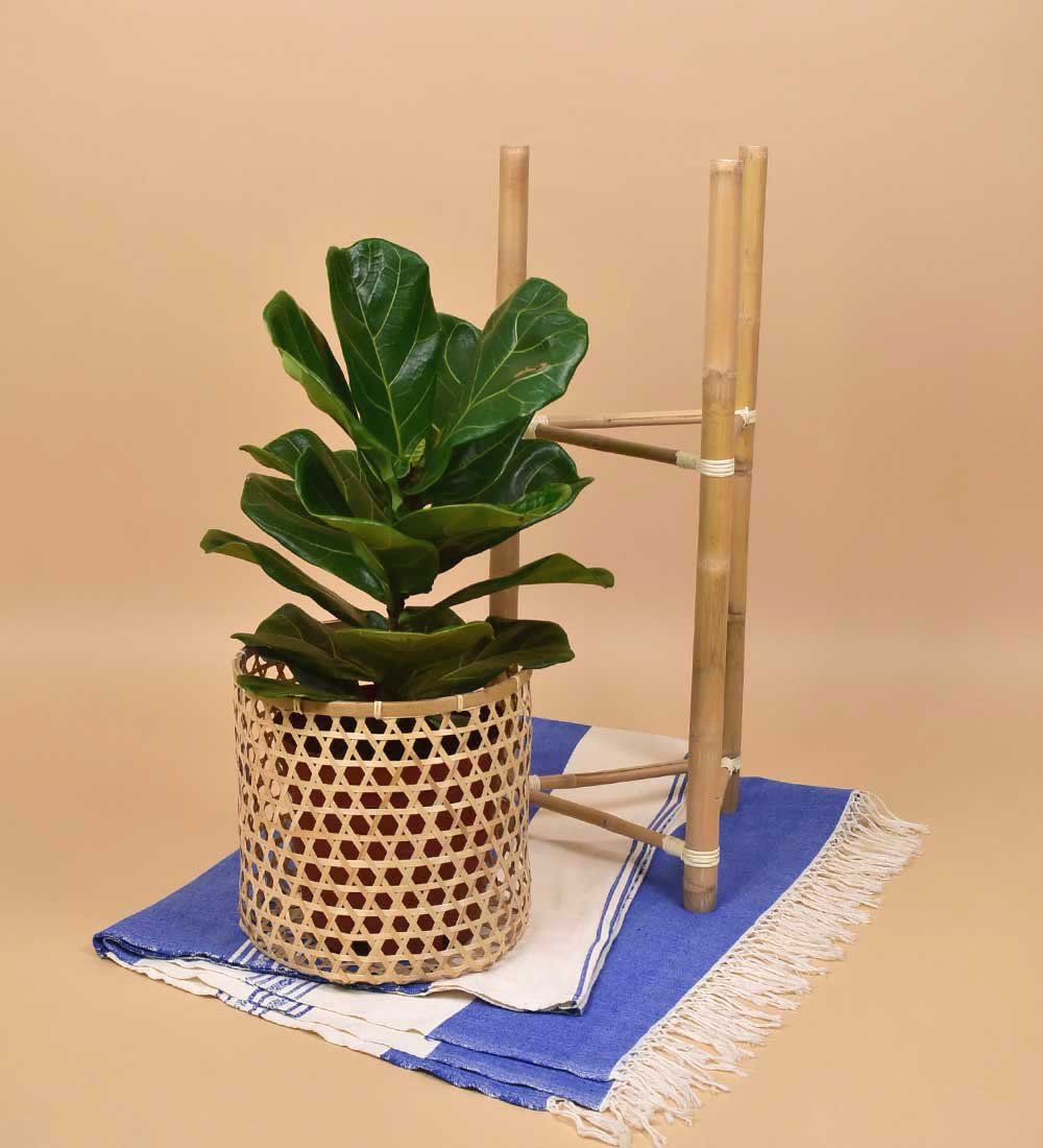 Bamboo Stands - Buy Stand Online - Singapore – Tumbleweed Plants