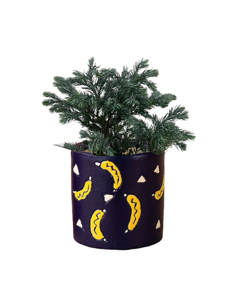 Blue Moss Cyprus (Chamaecyparis pisifera 'Boulevard') - Buy Potted ...