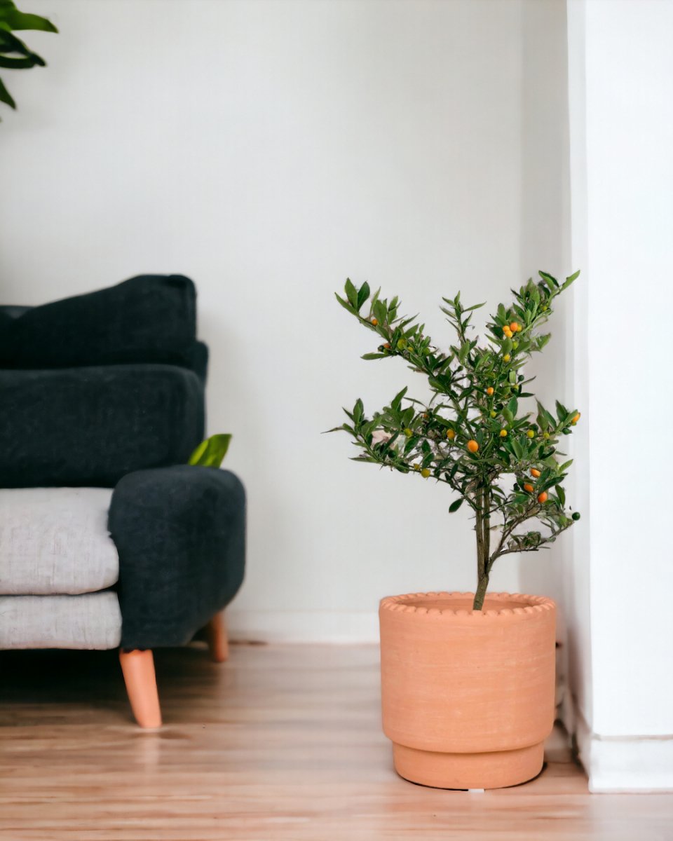 Mini-Orange Tree - Buy Potted plant Online - Singapore – Tumbleweed Plants