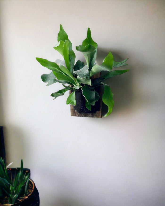 Mounted Staghorn Fern - Buy Potted plant Online - Singapore ...