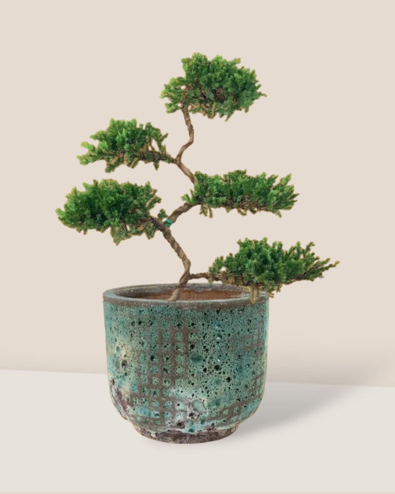 Abundance Juniper Bonsai Tree - Potted plant - Tumbleweed Plants