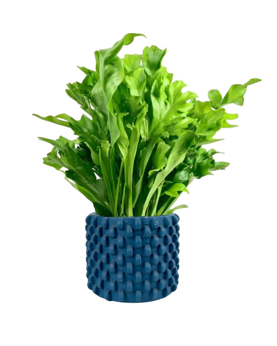Fishtail Fern - Potted plant - Tumbleweed Plants