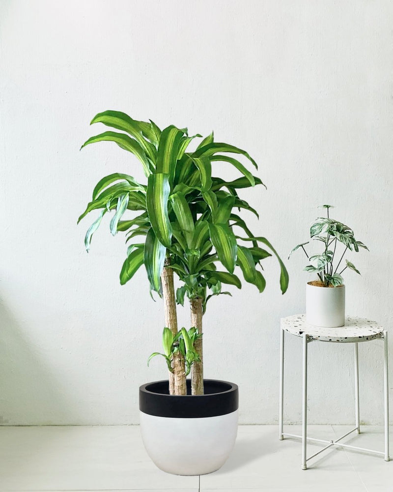 Dracaena Fragrans (Iron Tree) - 1.0m - Potted plant - Tumbleweed Plants