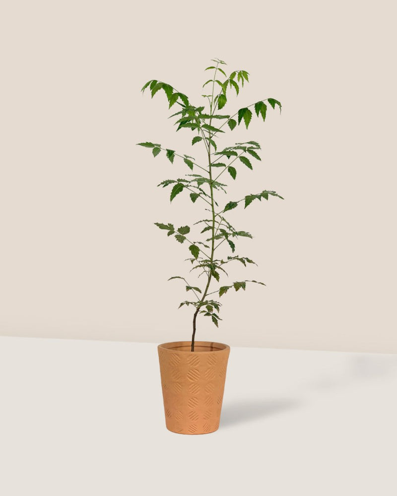Neem Tree - Potted plant - Tumbleweed Plants
