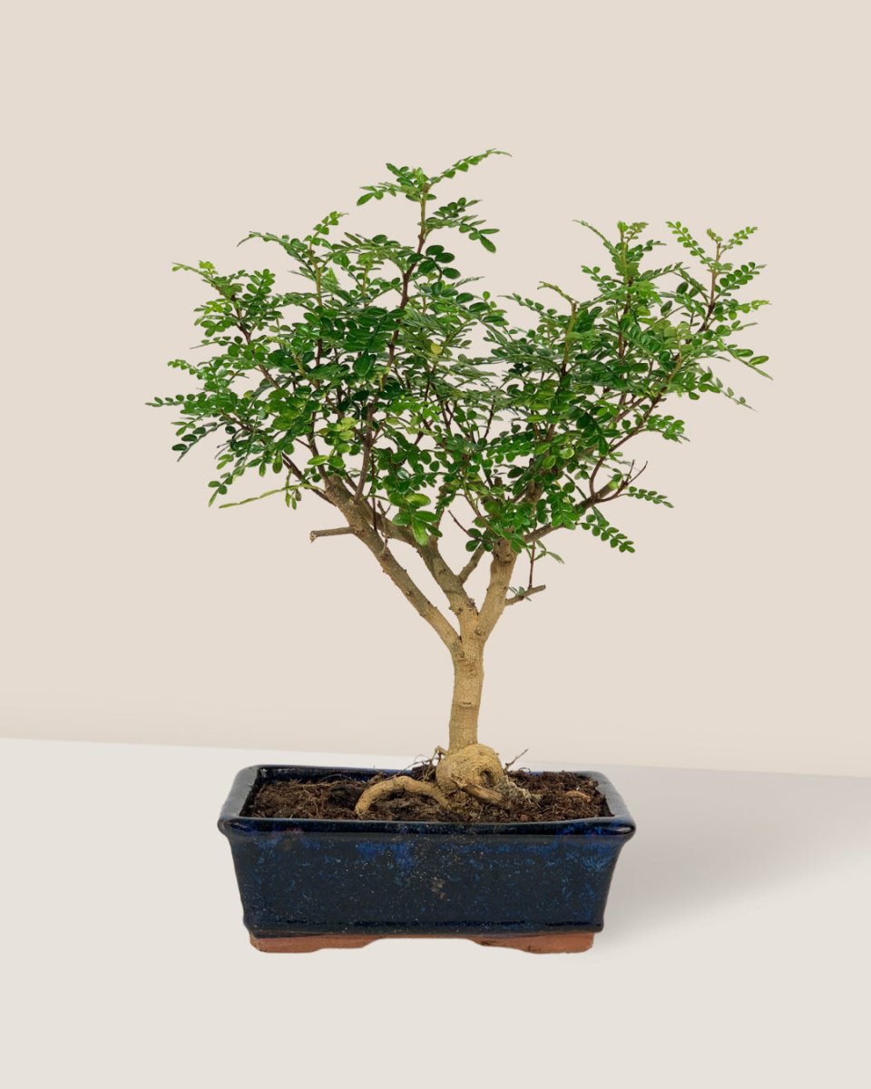 Pistacia Weinmannifolia - Potted plant - Tumbleweed Plants