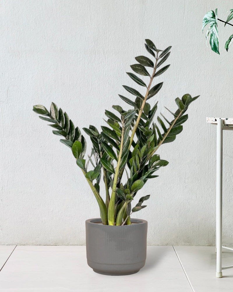 ZZ Supernova - Just plant - Tumbleweed Plants